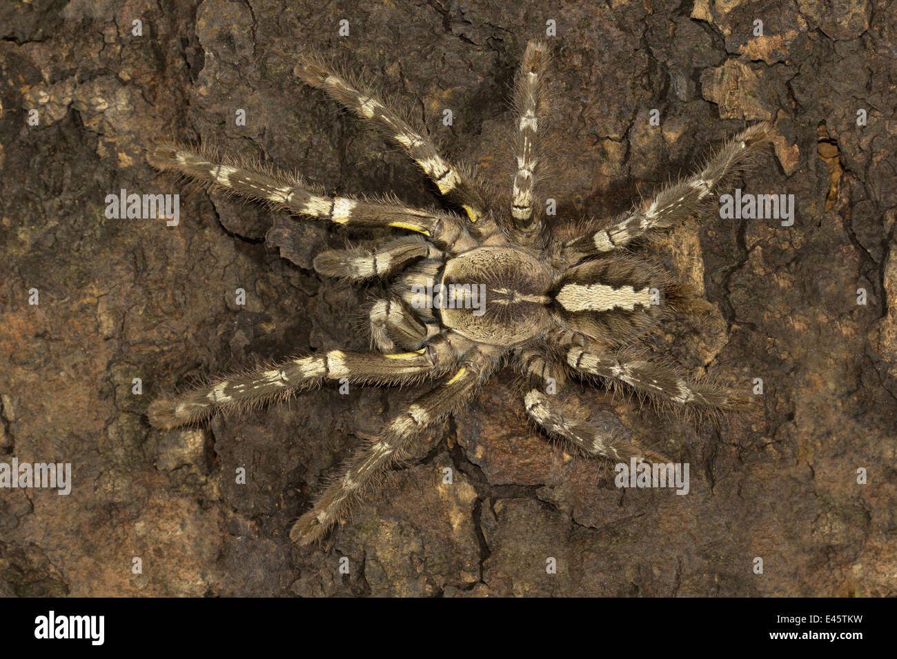 INDIAN ORNAMENTAL TARANTULA, Poecilotheria regalis, RARE, Matheran ...