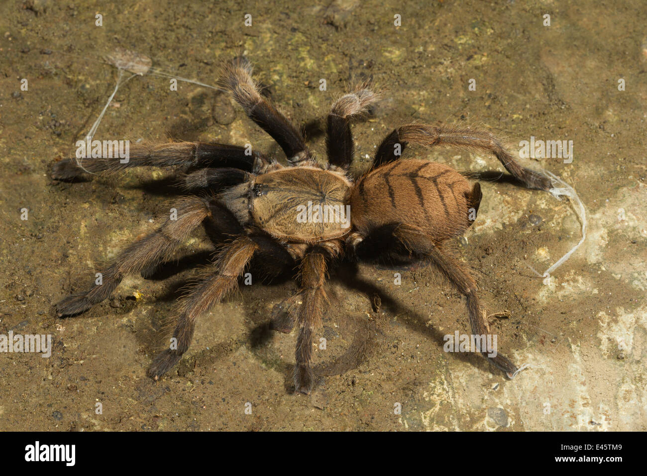 INDIAN VIOLET TARANTULA, Chilobrachyus fimbriatus, COMMON, Aarey Milk ...