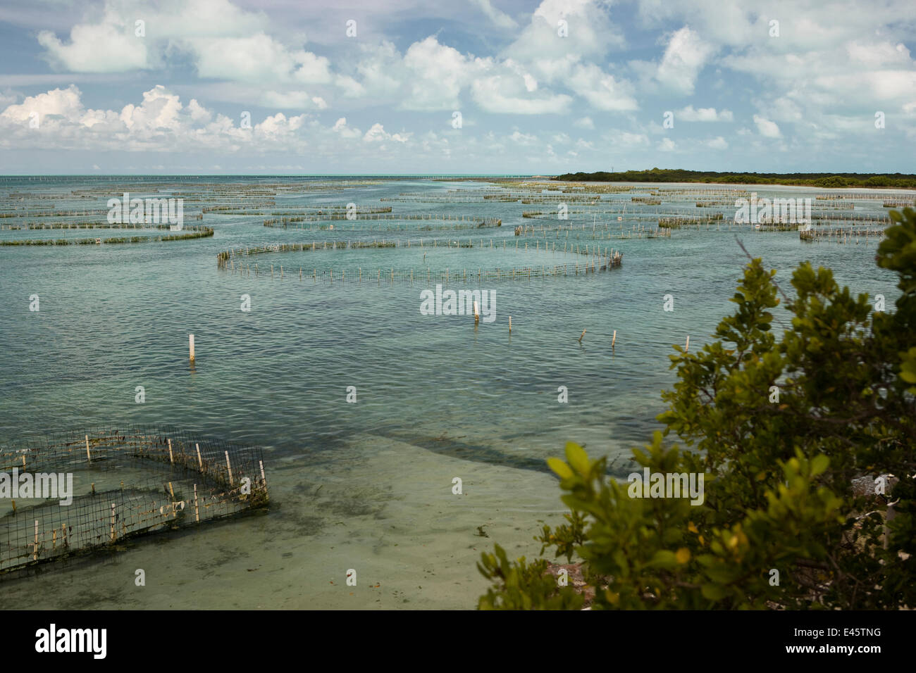 View of Conch (Strombidae) farm, the only one of its kind in the world ...