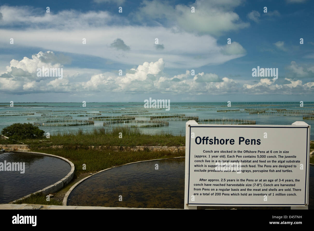 Conch farm hi-res stock photography and images - Alamy