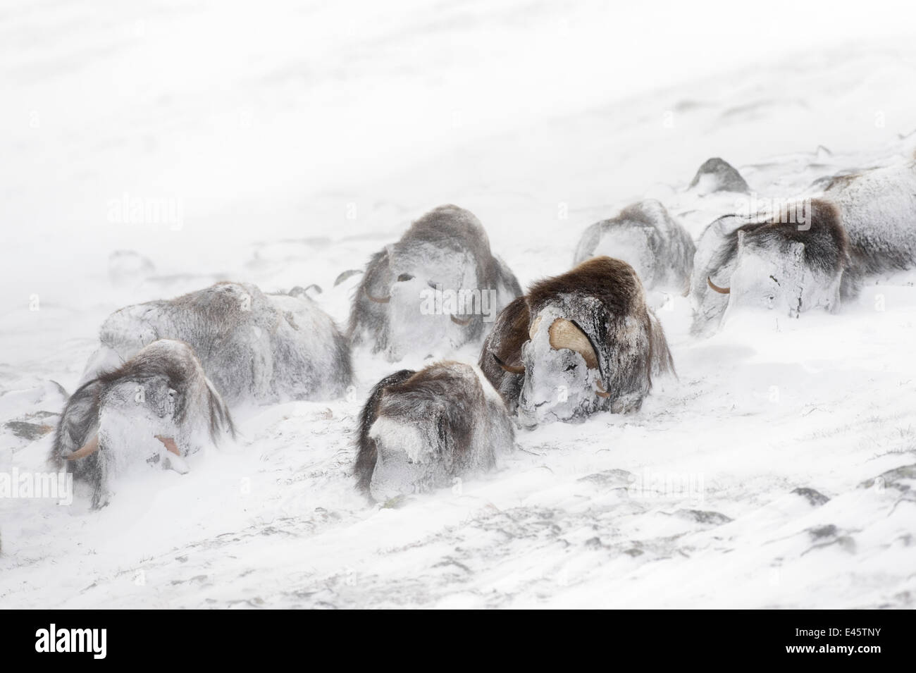 Musk ox (Ovibos moschatus) snowed in in snow storm, Dovre ...