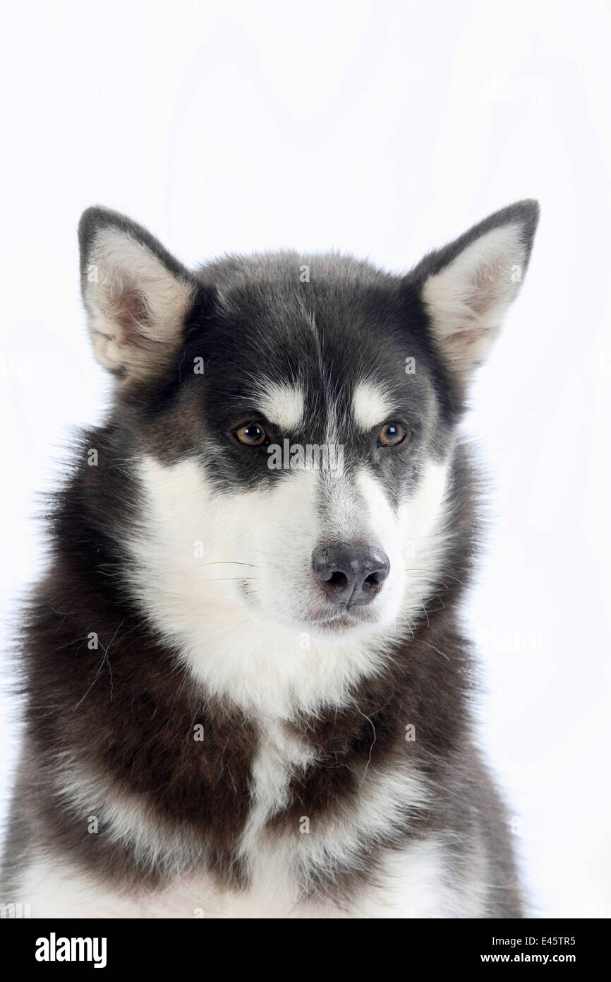 Alaskan Malamute portrait of blue coated adult Stock Photo - Alamy