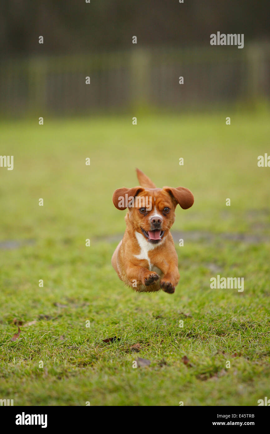 Funny dog expressions hi-res stock photography and images - Alamy