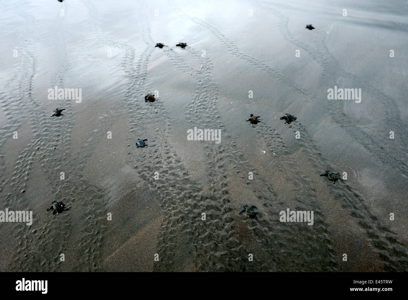 Olive ridley sea turtle hi-res stock photography and images - Alamy
