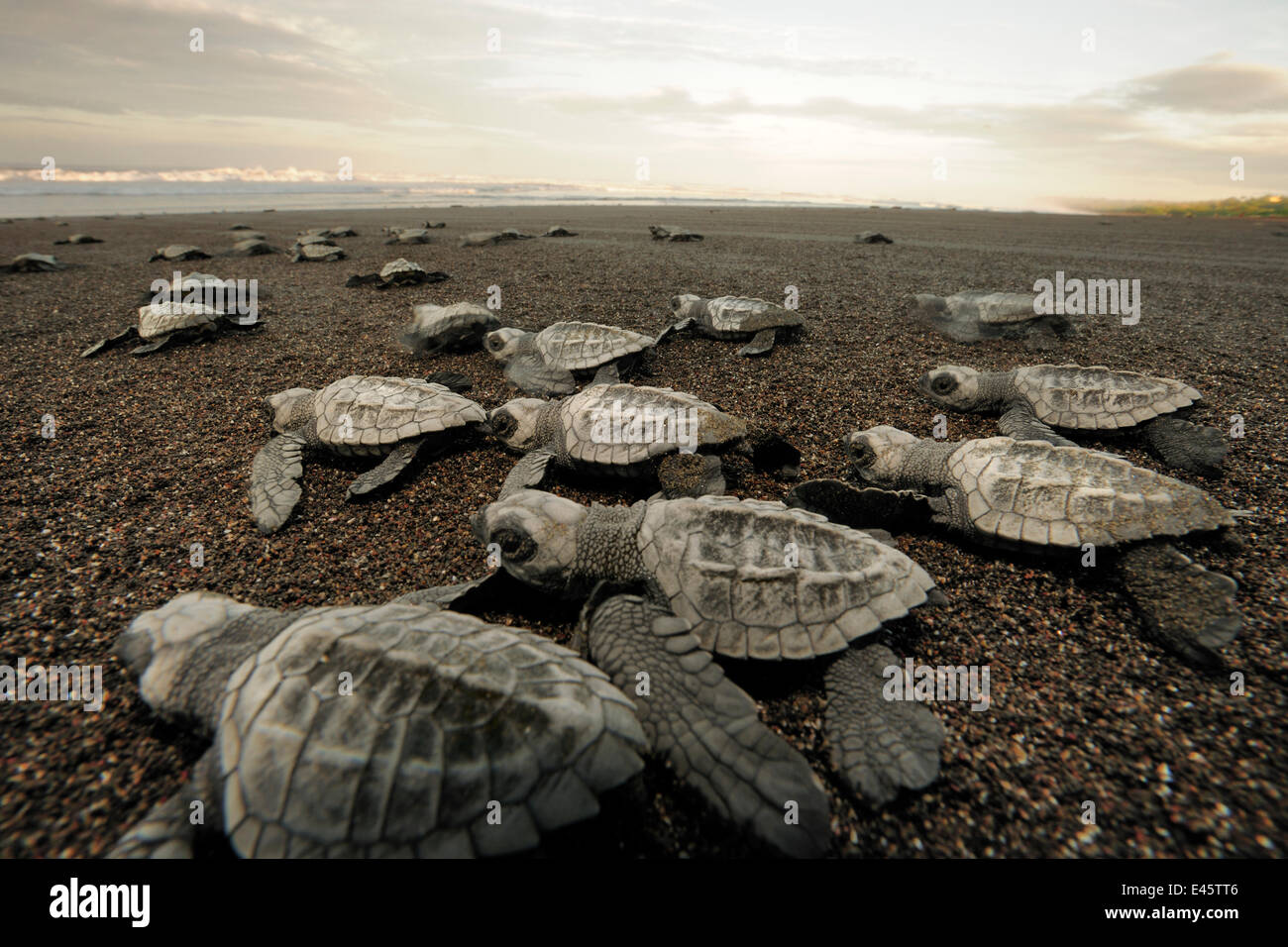 Hatchling Olive ridley sea turtles (Lepidochelys olivacea) emerge ...