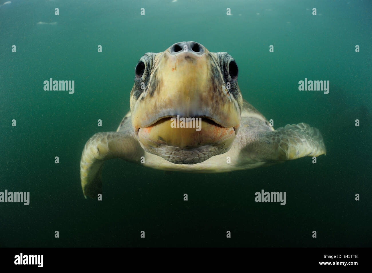 Female Olive ridley sea turtle (Lepidochelys olivacea) swimming from ...