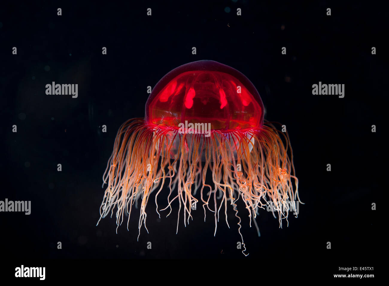 Hydromedusa / Trachymedusa (Crossota sp) from approx 2700m, mid ...