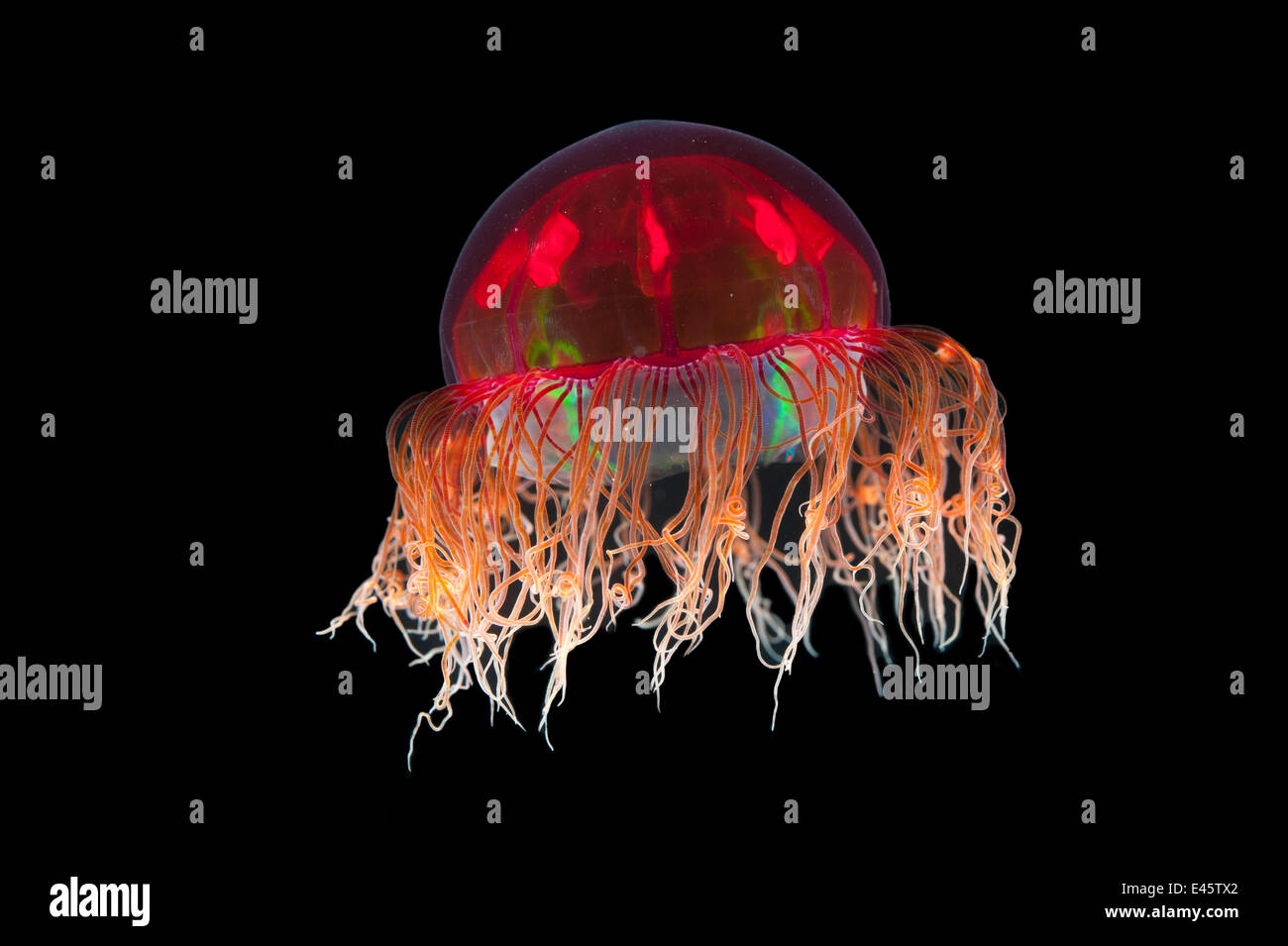 Hydromedusa/ Trachymedusa (Crossota sp) from approx 2700m, mid Atlantic ...