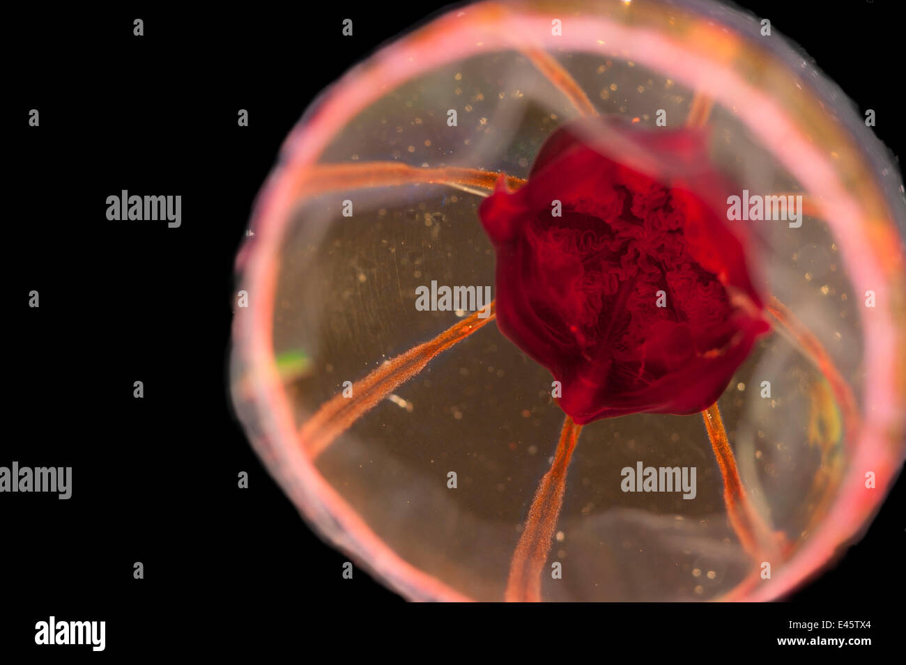 Hydromedusa trachymedusa hi-res stock photography and images - Alamy