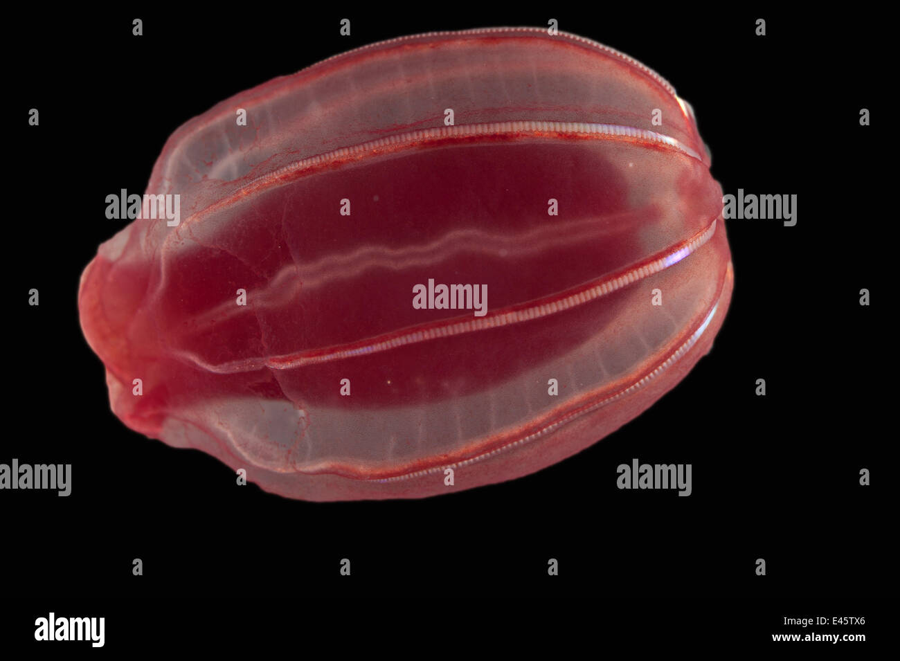 Bathypelagic cyddipid ctenophore / comb jelly (Ctenophora) from benthic ...