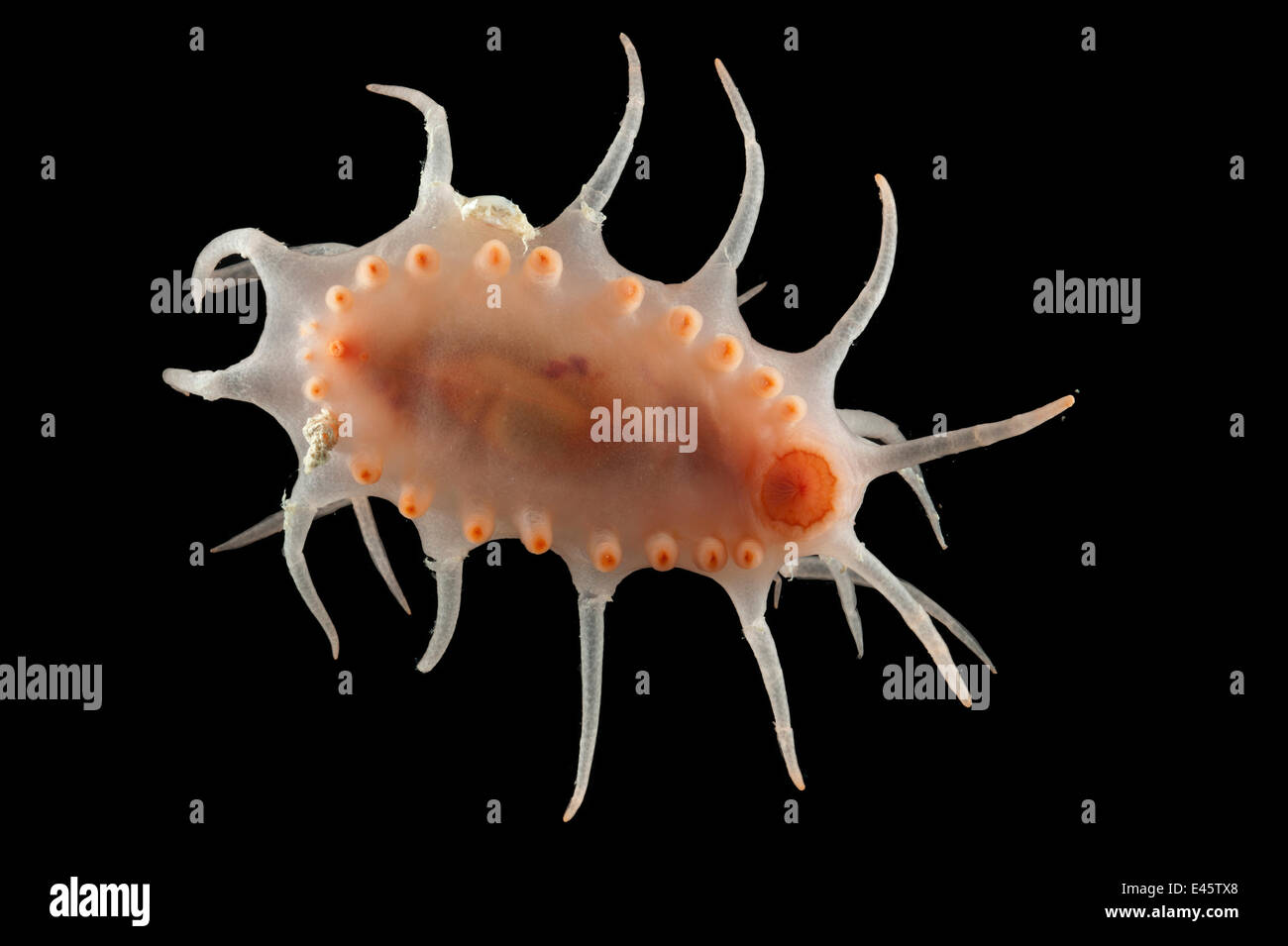 Abyssal sea cucumber hi-res stock photography and images - Alamy