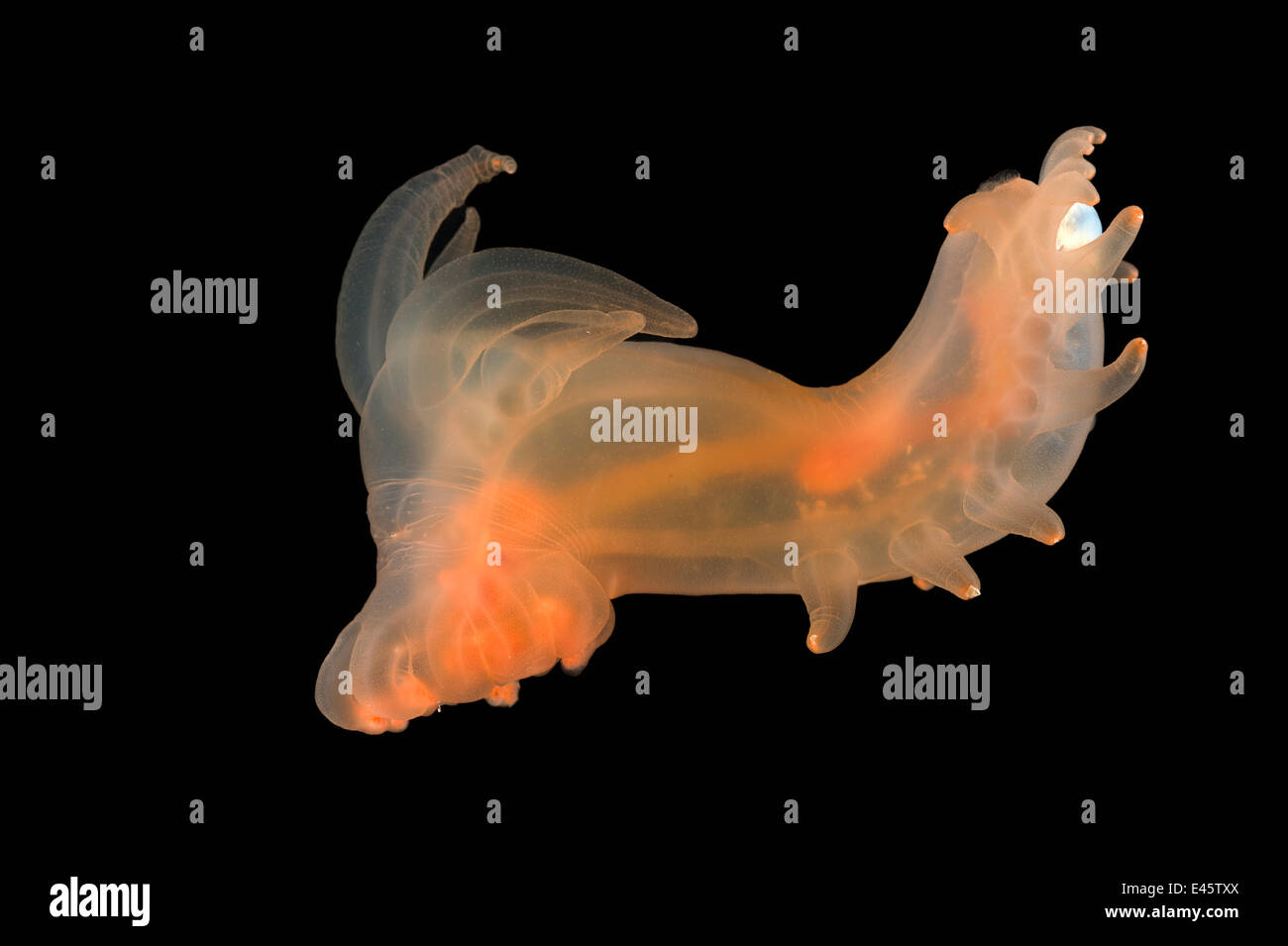 Deepsea benthic Sea cucumber (Peniagone sp) with commensal polynoid ...
