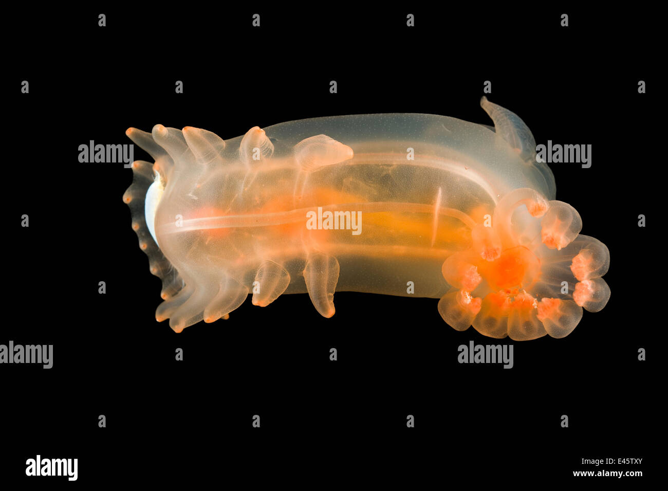 Annelids Stock Photos & Annelids Stock Images - Alamy