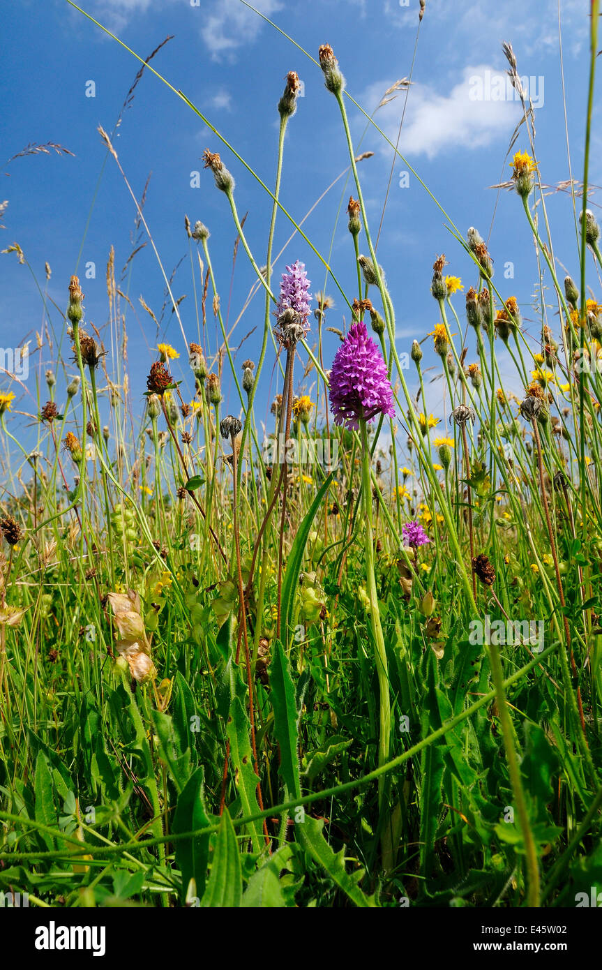Traditional organic hay meadow with a profusion of wild flowers and ...