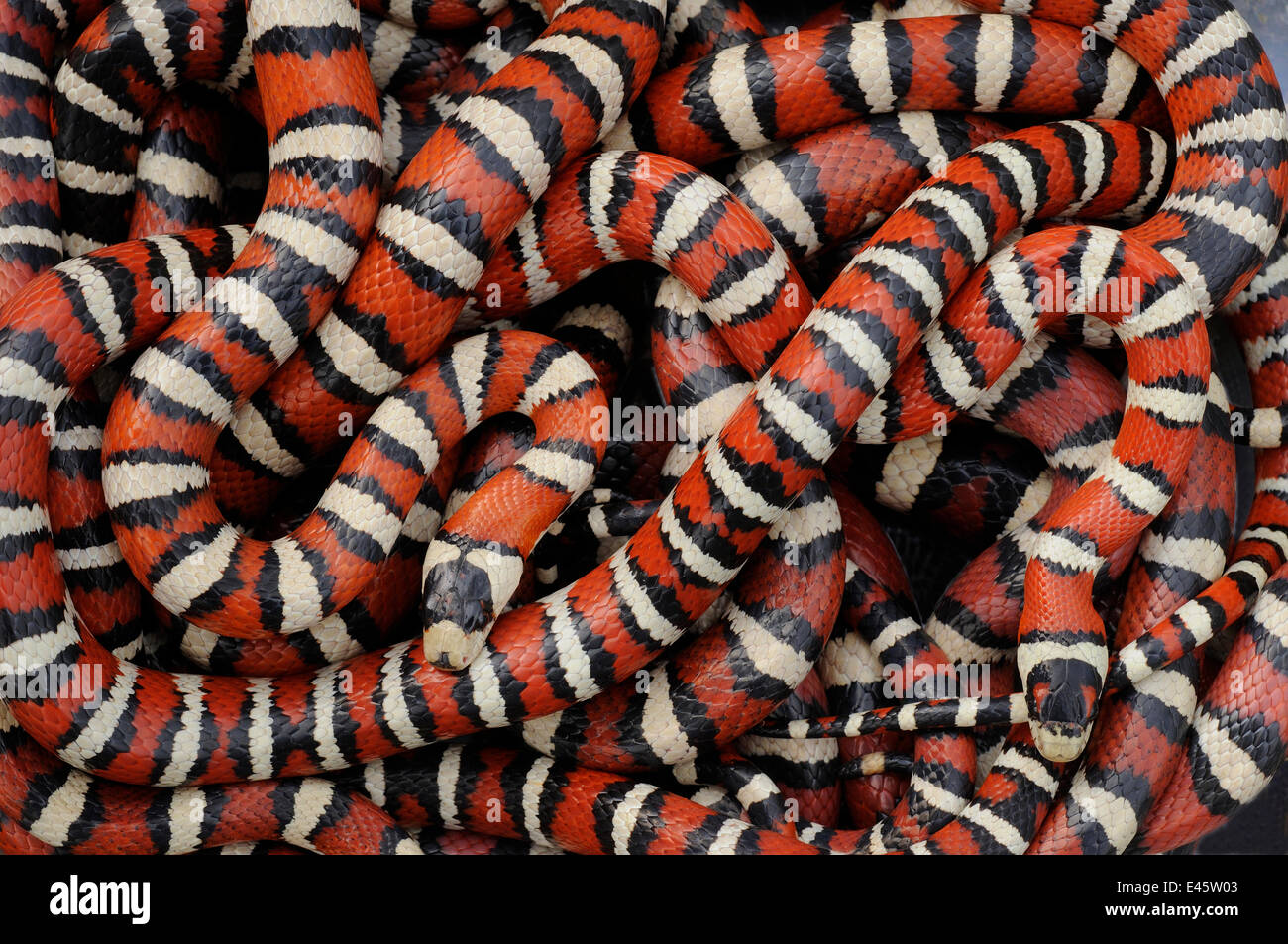 North american king snake hi-res stock photography and images - Alamy