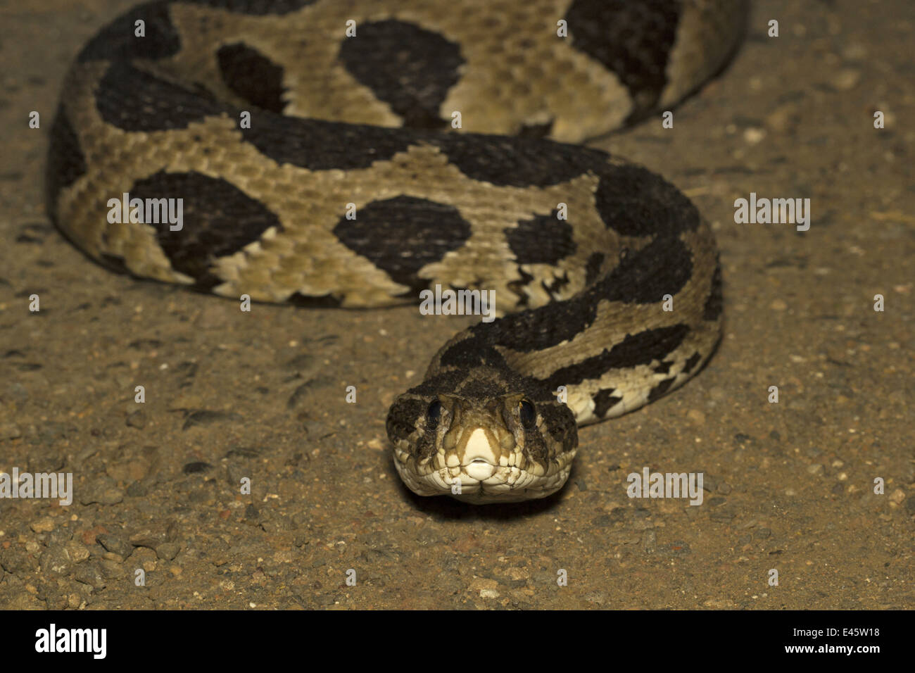 Russell's viper, Daboia russelii, Common, Aarey Milk Colony, Mumbai ...