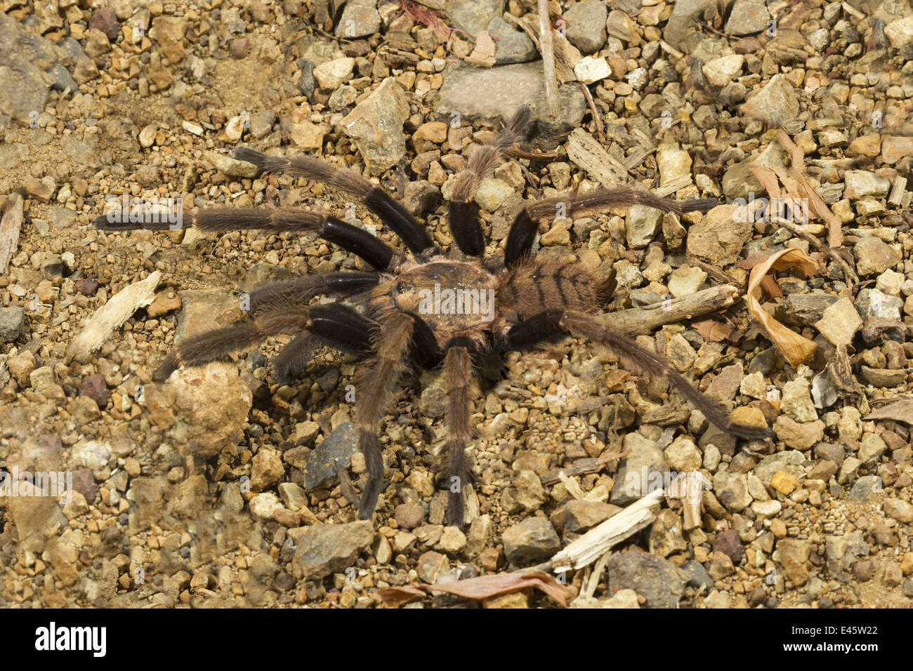 INDIAN VIOLET TARANTULA, Chilobrachyus fimbriatus, COMMON, Aarey Milk ...
