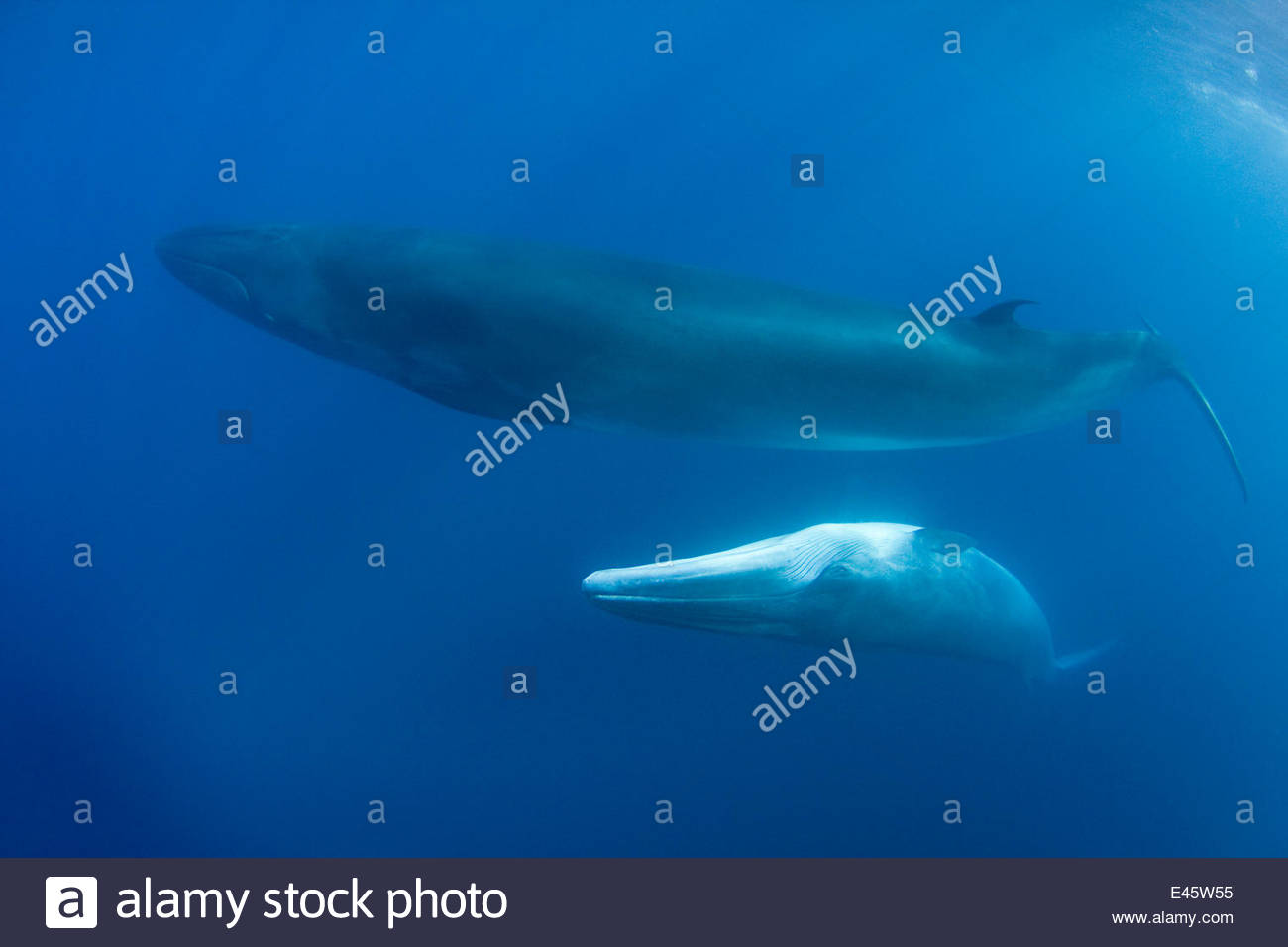 Balaenoptera Edeni Stock Photos & Balaenoptera Edeni Stock Images - Alamy