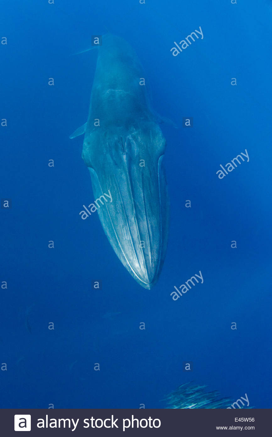 Balaenoptera Edeni Stock Photos & Balaenoptera Edeni Stock Images - Alamy