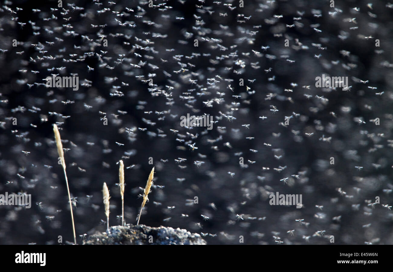 Swarm of Midges (Chironomidae) flying around grass stems. Lake Myvatn ... Swarm of Midges (Chironomidae) flying around grass stems. Lake Myvatn ...