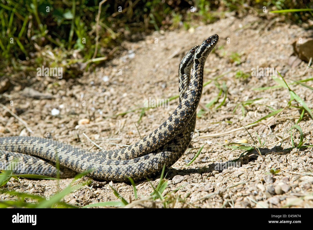 Two fighting snakes hi-res stock photography and images - Alamy