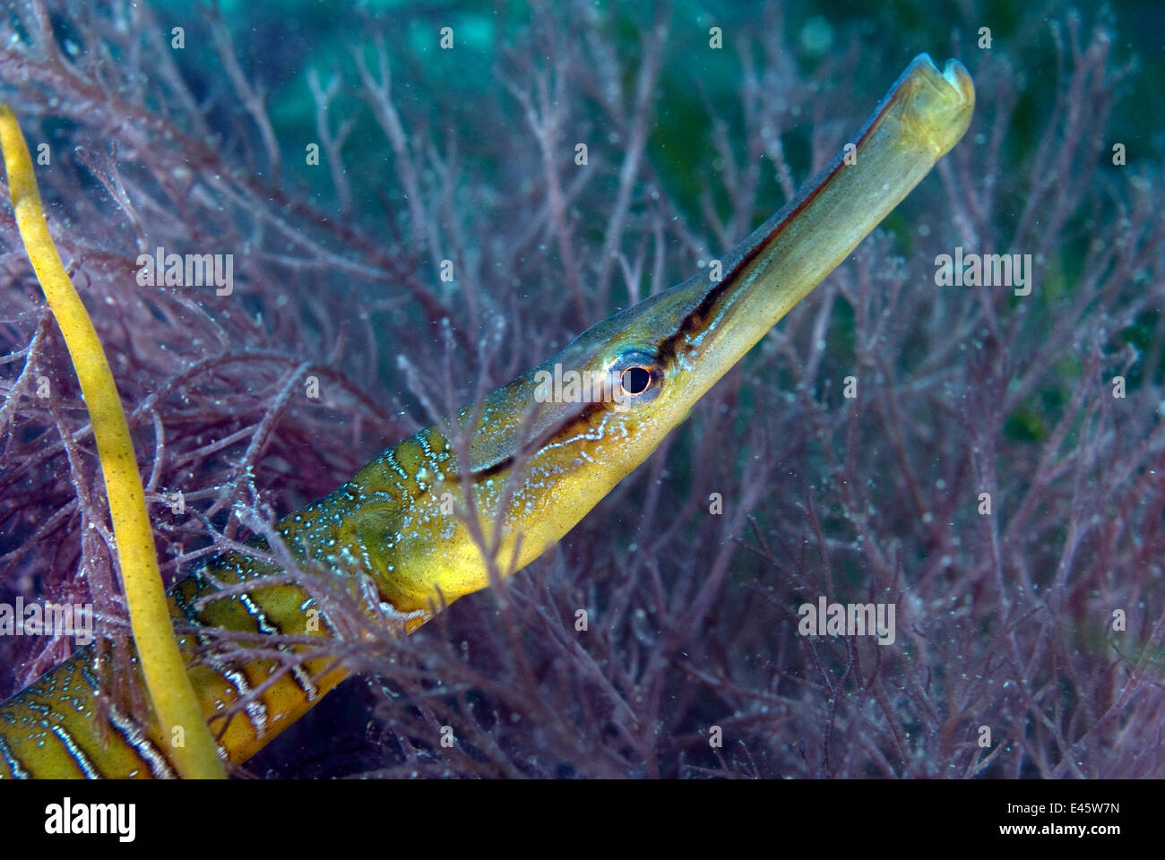 Snake Pipefish (Entelurus aequoreus) head portrait in profile in weed ...