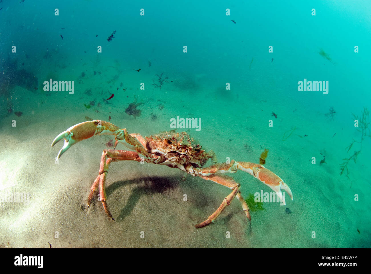 Spiny Spider Crab (Maja squinado) with claws raised in an aggressive ...