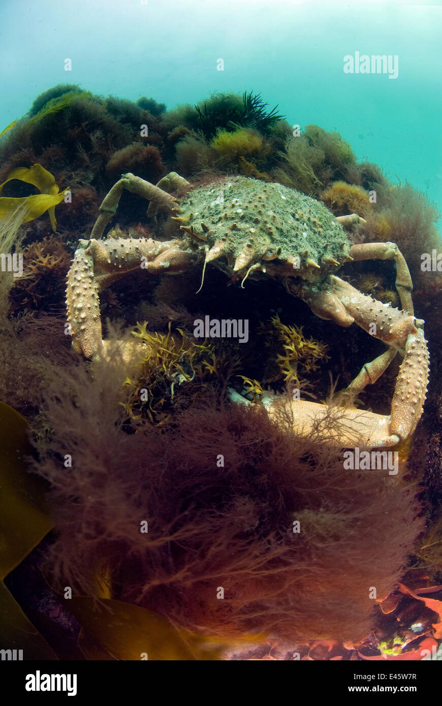 European spider crab maja squinado hi-res stock photography and images ...