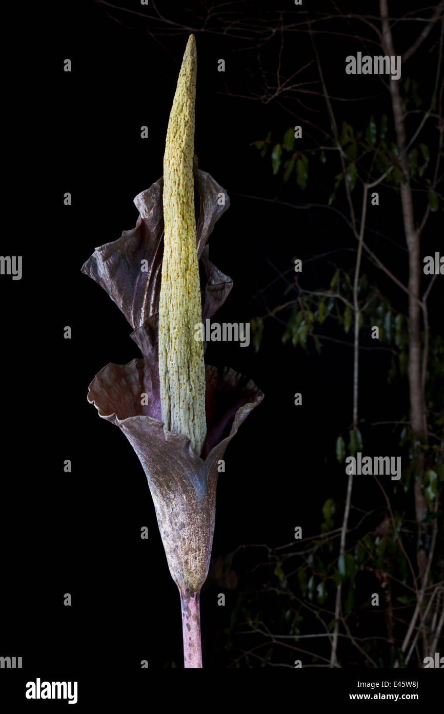 Enormous inflorescence of Arum plant (Amorphophallus sp) Dry deciduous ...