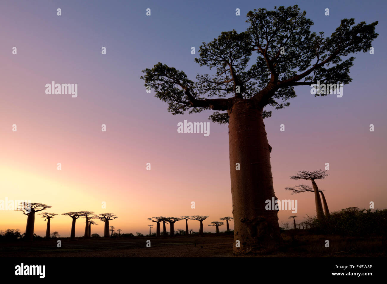 Boabab trees {Adansonia grandidieri} silhouetted at sunset. Morondava ...
