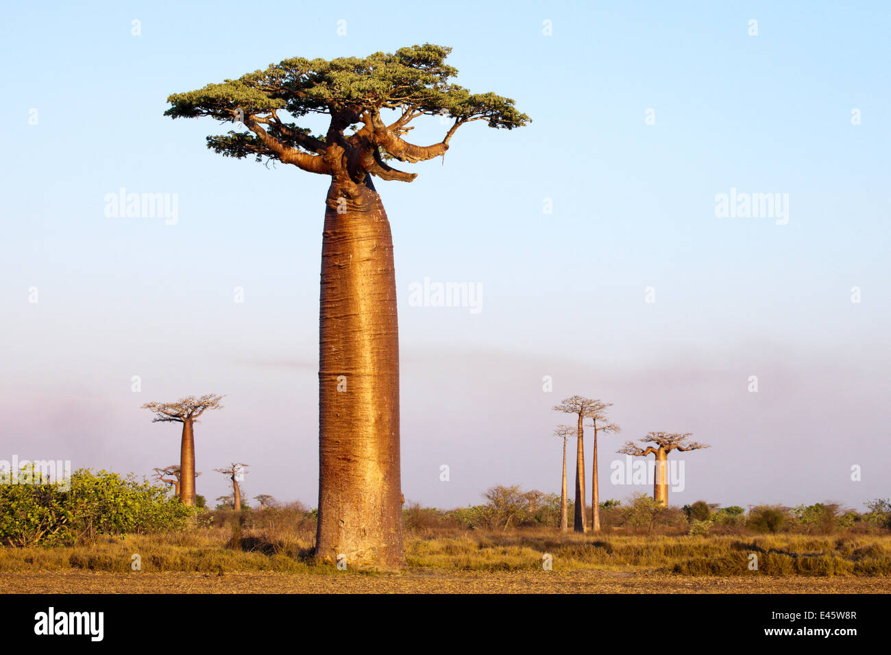 Boabab trees {Adansonia grandidieri} in evening light. Morondava ...