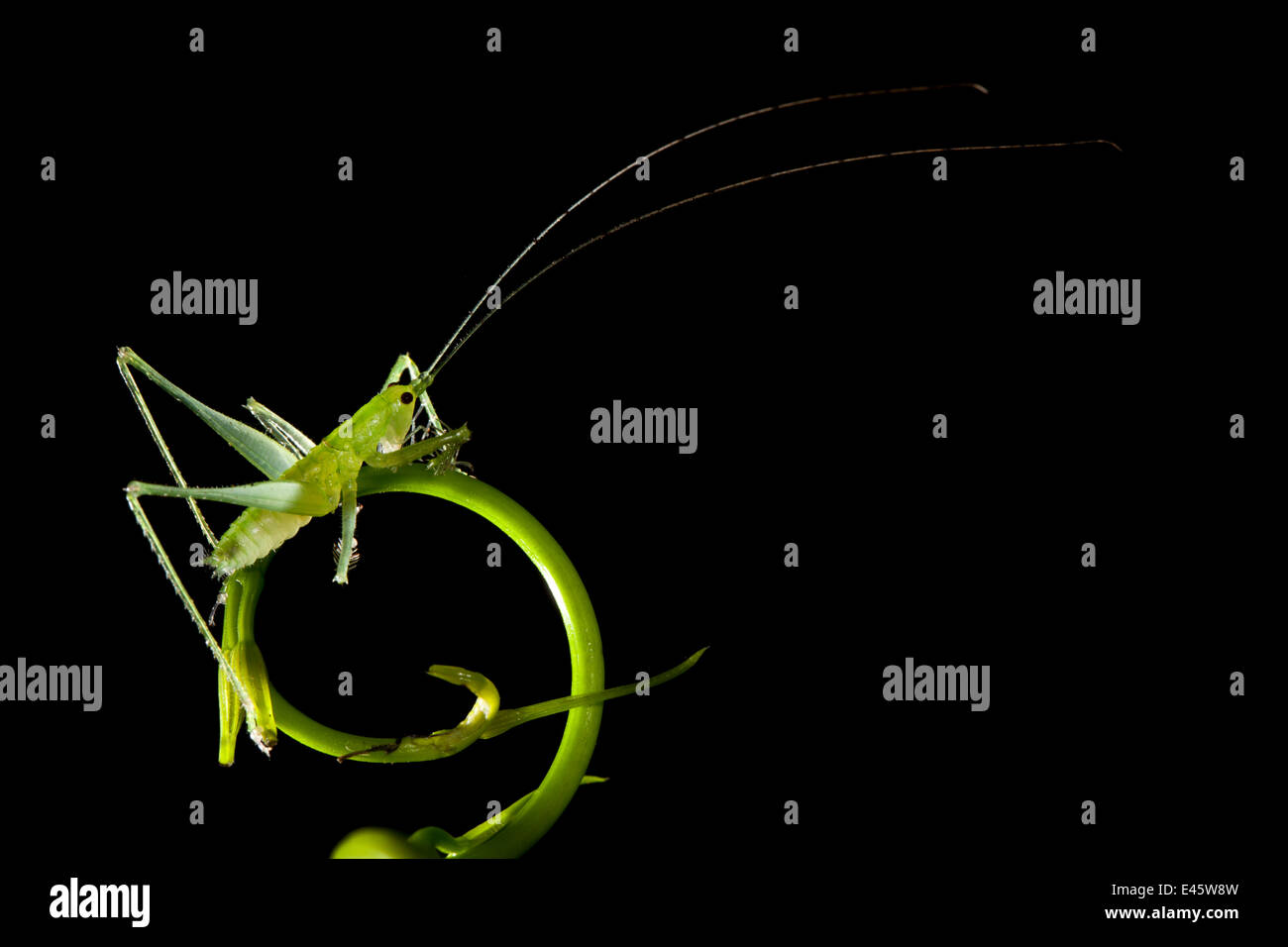 Green bush cricket {Tettigoniidae} in rainforest at night. Masoala ...