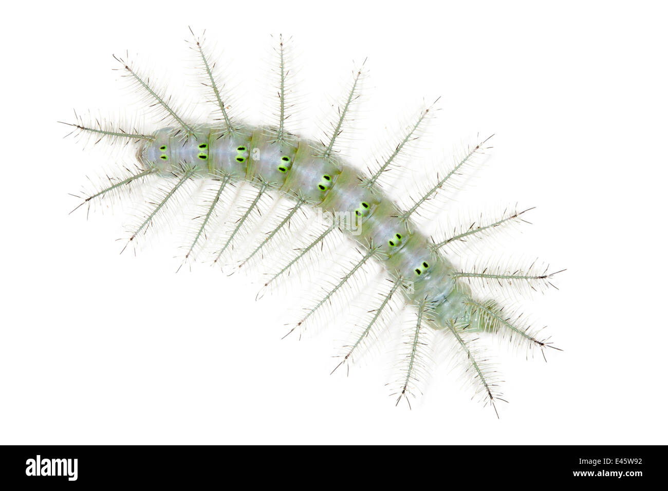Grey caterpillar covered in defensive spines, photographed on a white ...