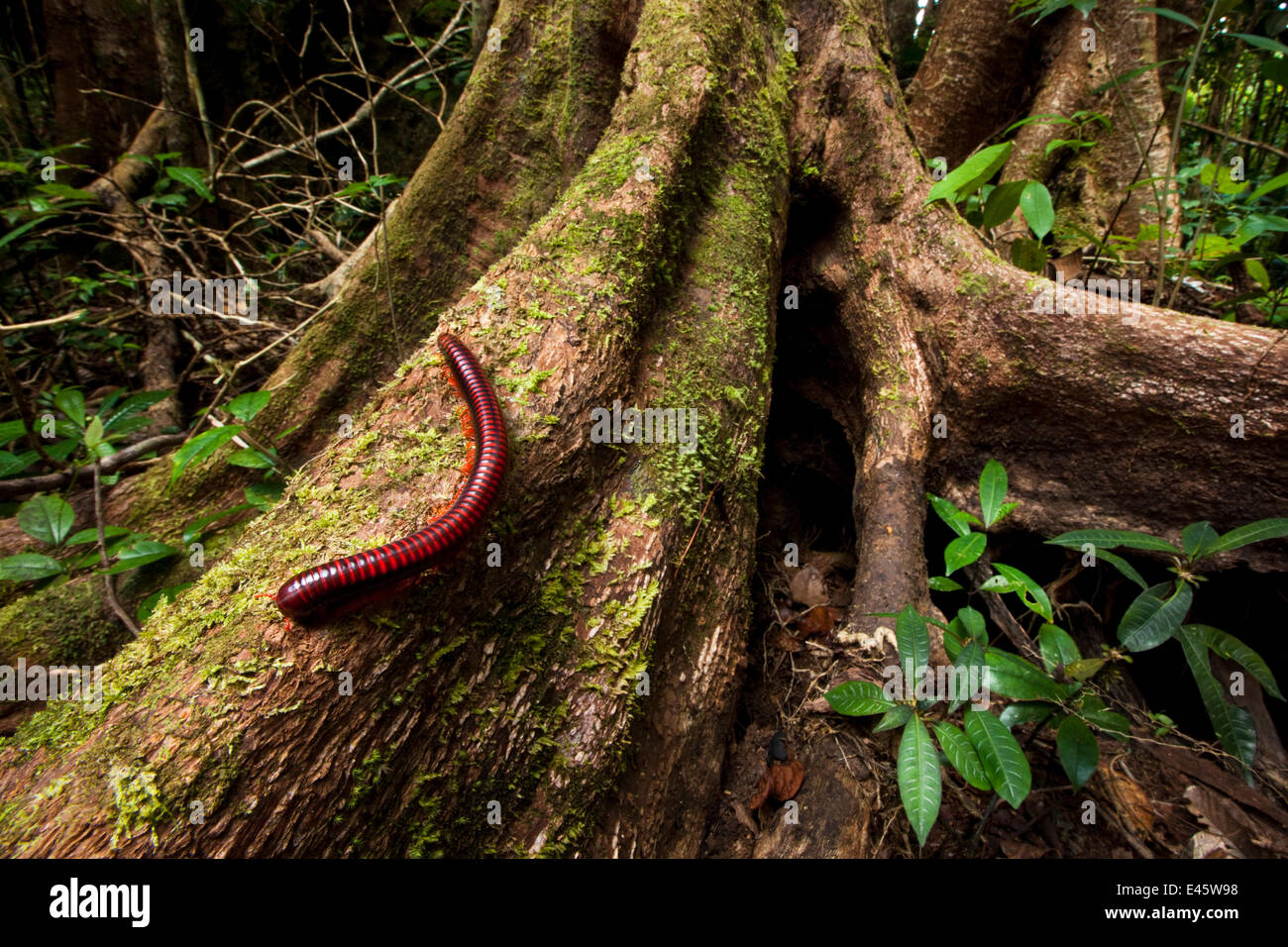 Red millipede hi-res stock photography and images - Alamy