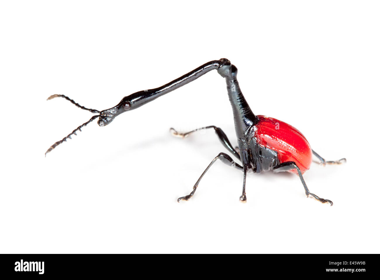 Giraffe necked weevil {Trachelophorus giraffa} male photographed on ...