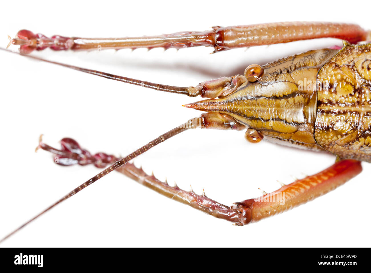 Head and forelegs of tropical Katydid {Tettigoniidae} photographed on ...