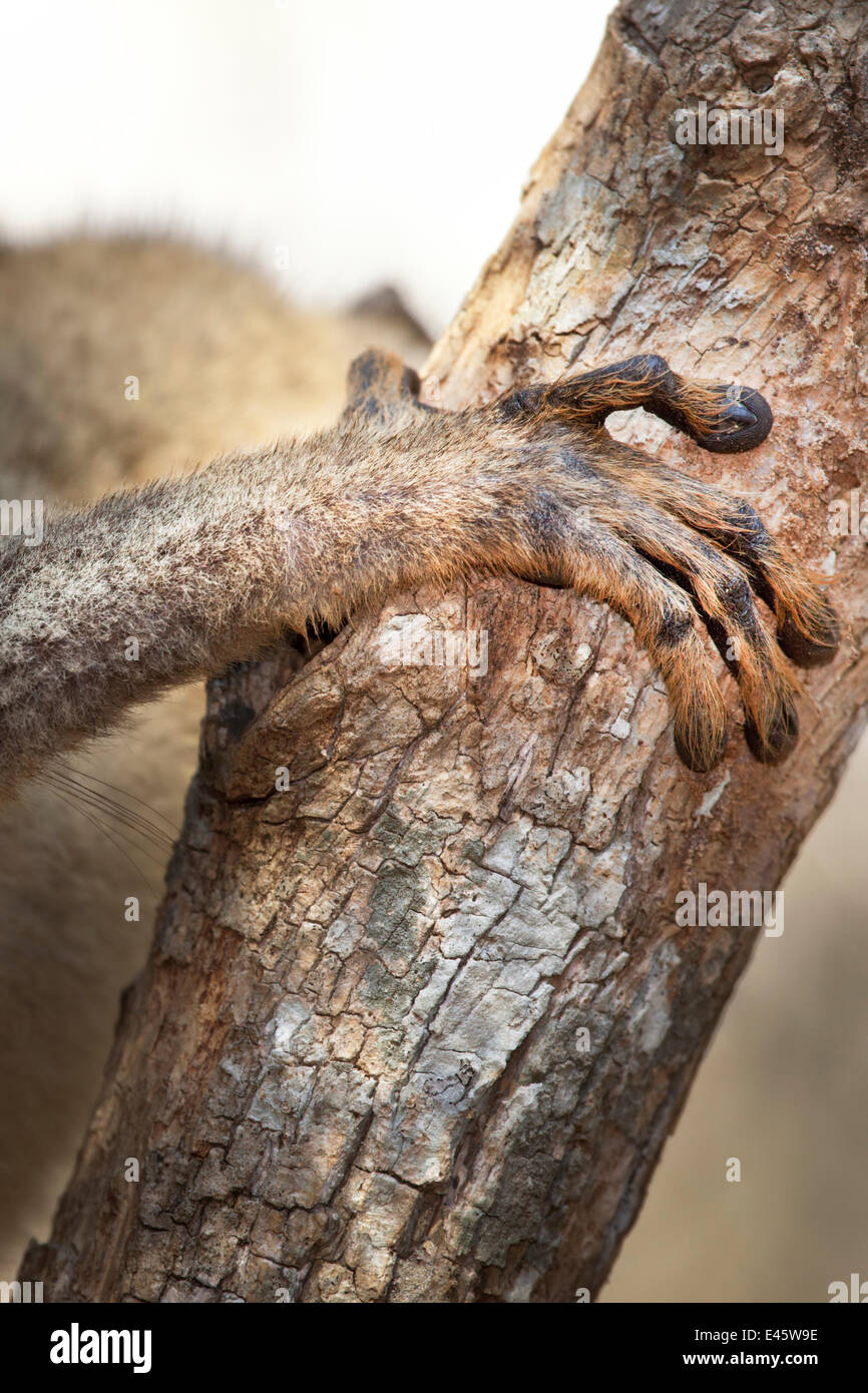 Red fronted lemur close hi-res stock photography and images - Alamy