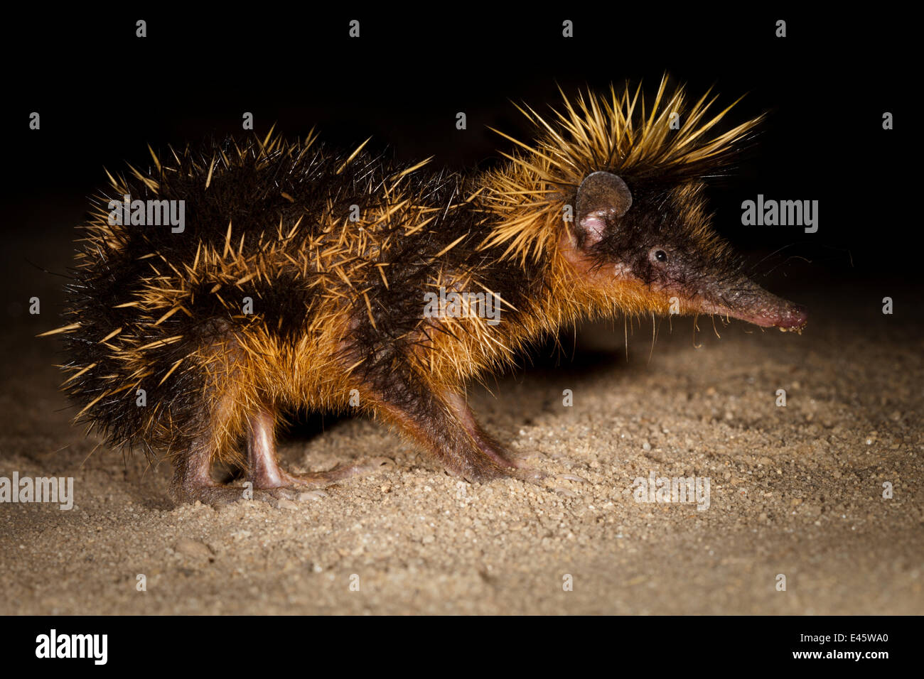 Tenrecs hi-res stock photography and images - Alamy