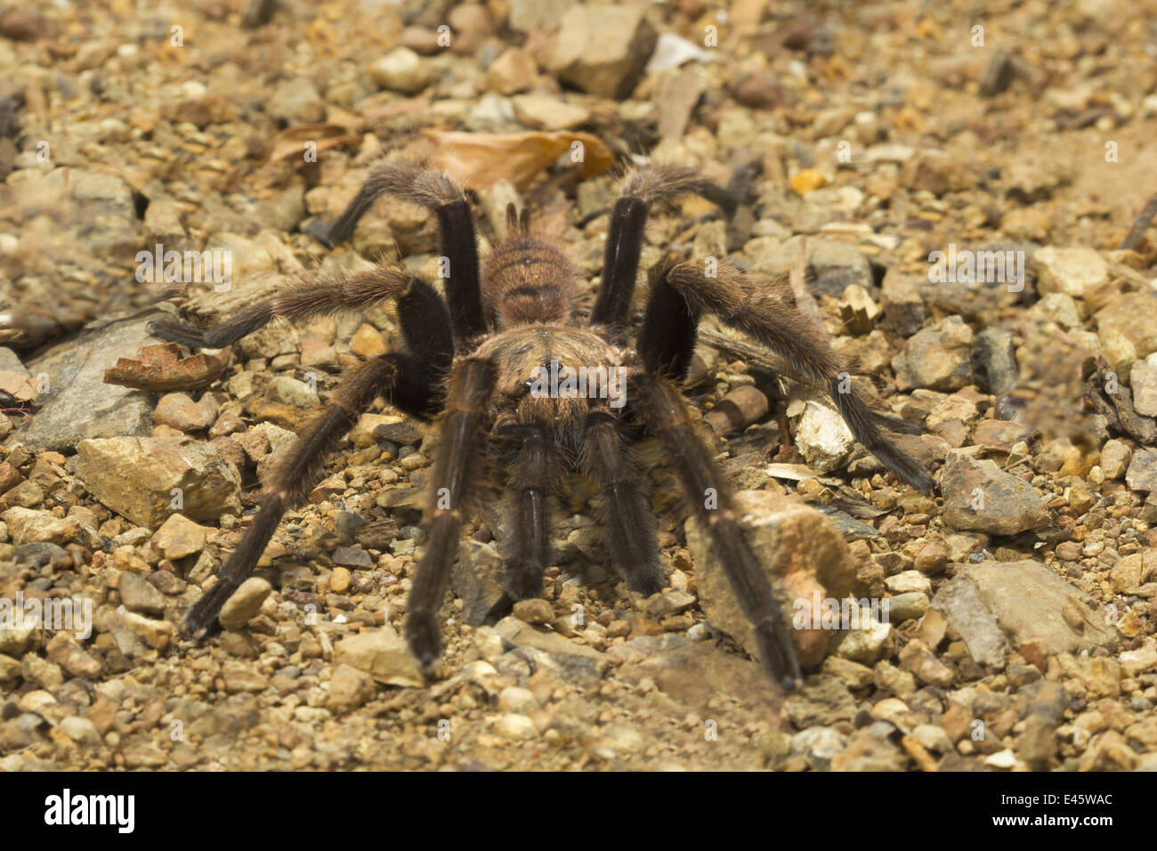 INDIAN VIOLET TARANTULA, Chilobrachyus fimbriatus, COMMON, Aarey Milk ...