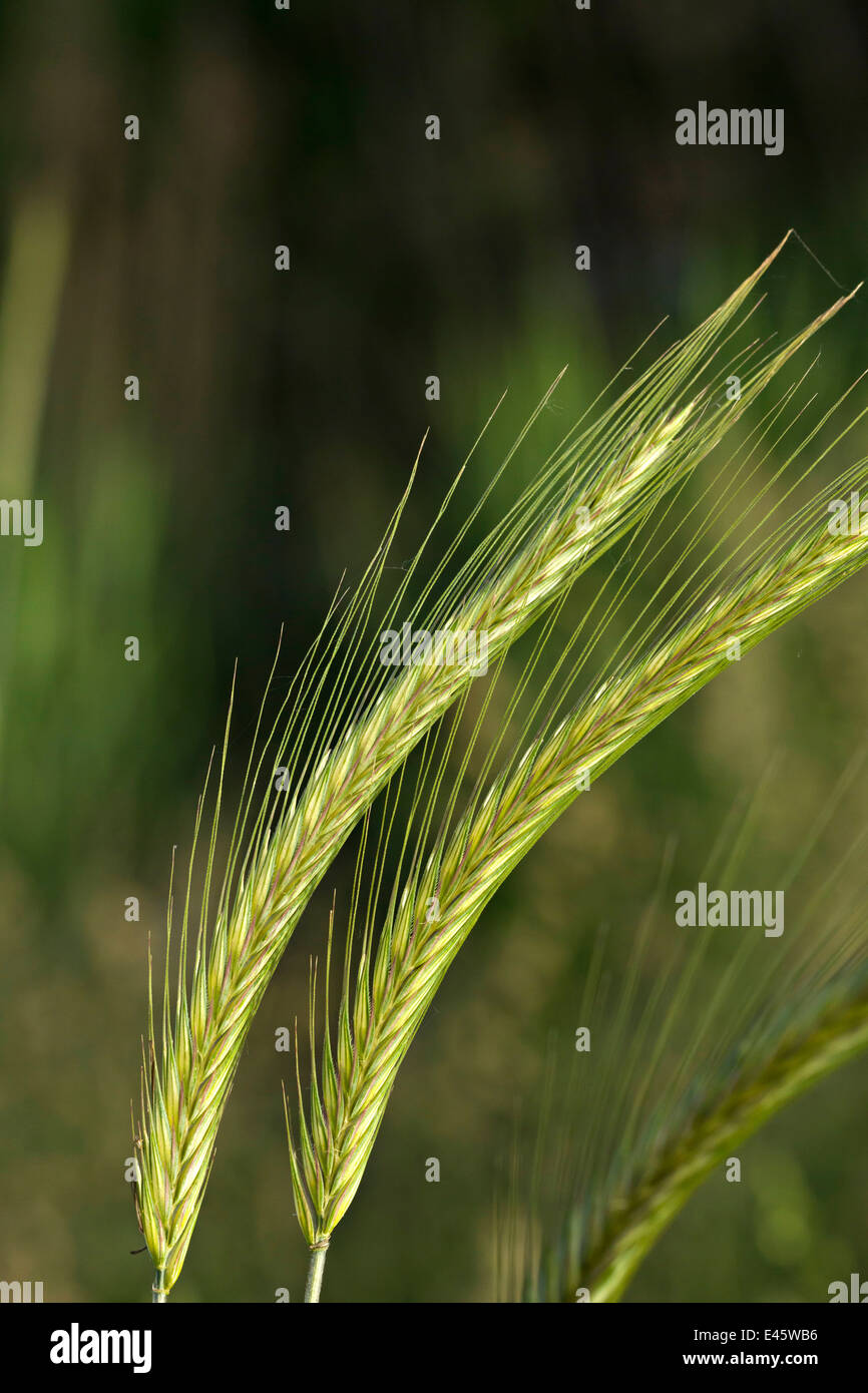 Barley ears hi-res stock photography and images - Alamy