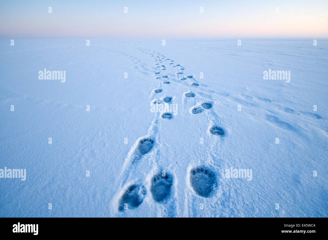 Polar bear (Ursus maritimus) footprints in the snow, Arctic National ...