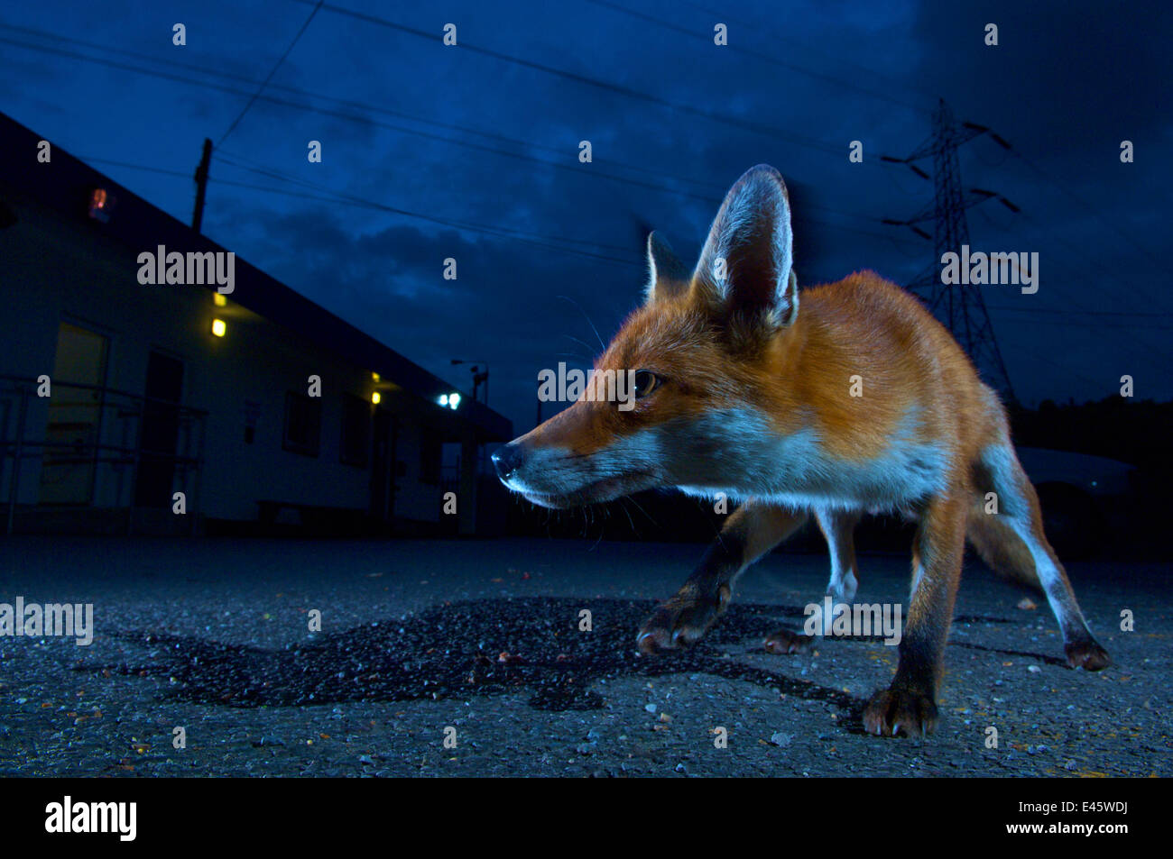 Urban Fox Night In London High Resolution Stock Photography and Images ...