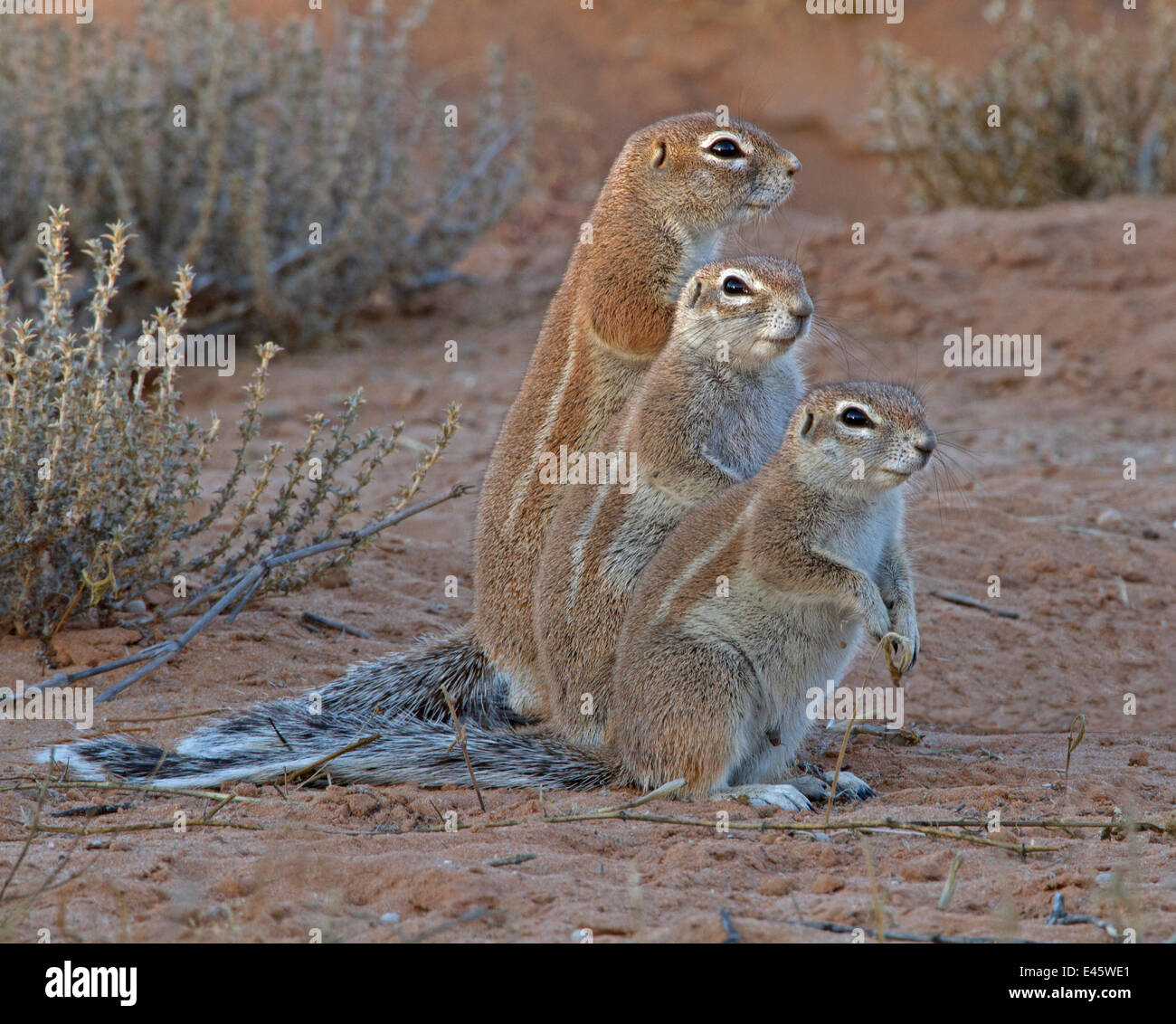 Three squirrels together hi-res stock photography and images - Alamy