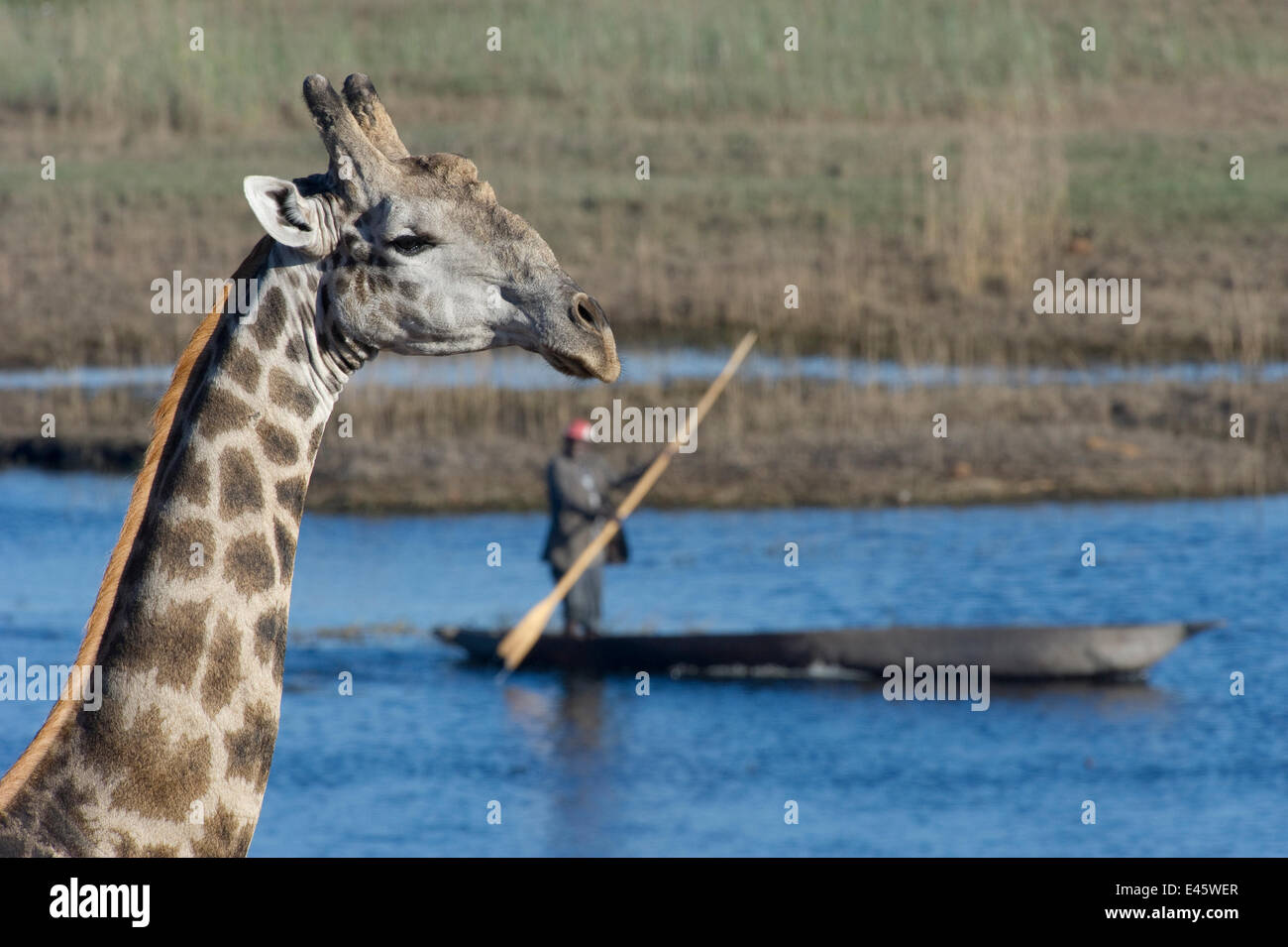 Giraffids hi-res stock photography and images - Alamy