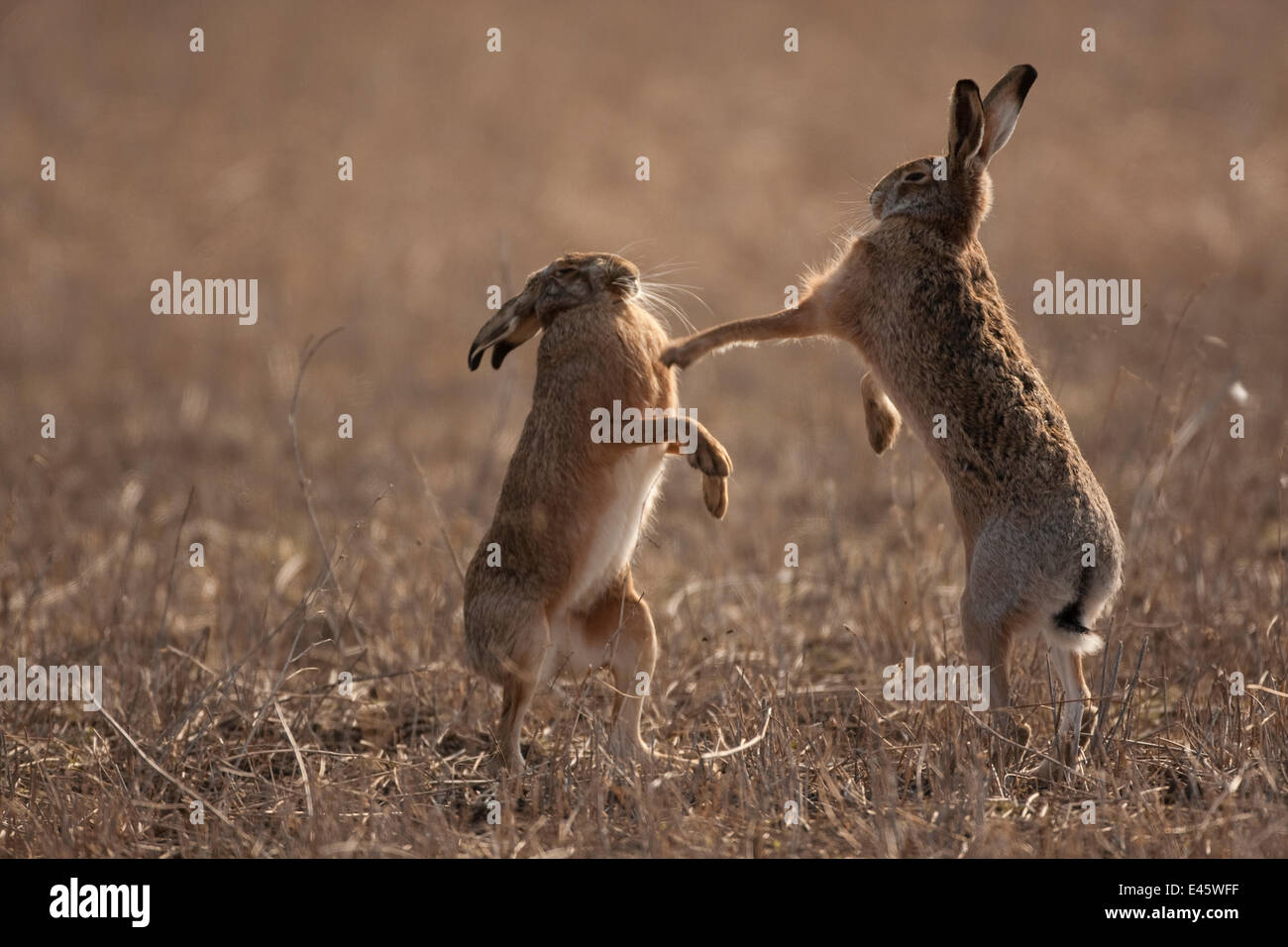 Leaping hare hi-res stock photography and images - Alamy