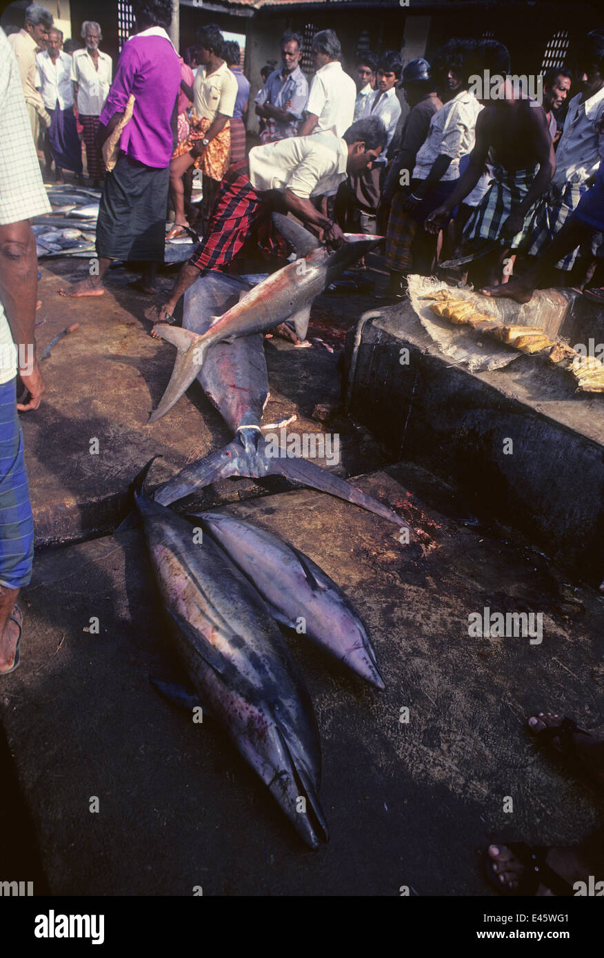 Dead dolphins hi-res stock photography and images - Alamy