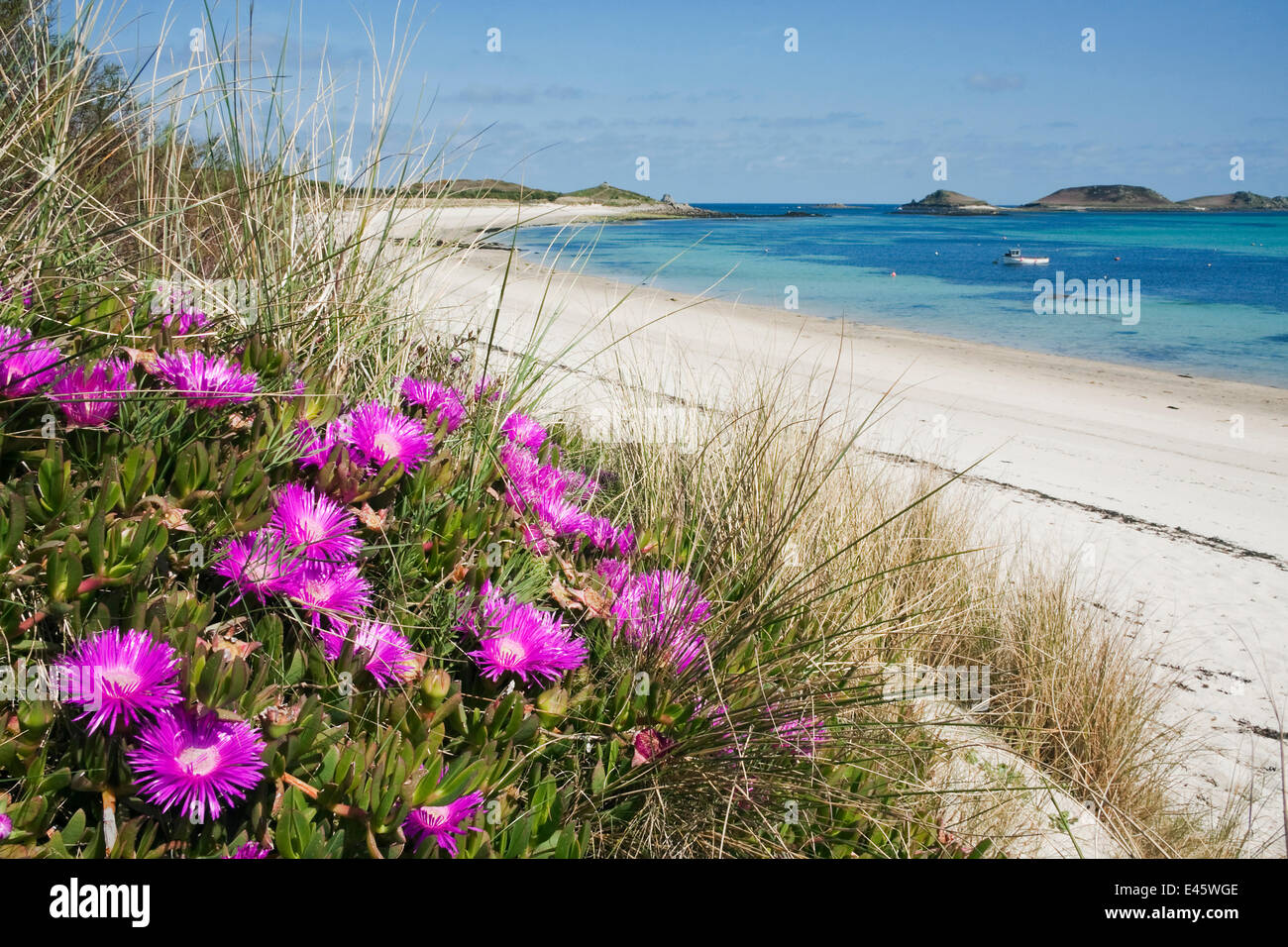 Hottentot figs scilly hi-res stock photography and images - Alamy