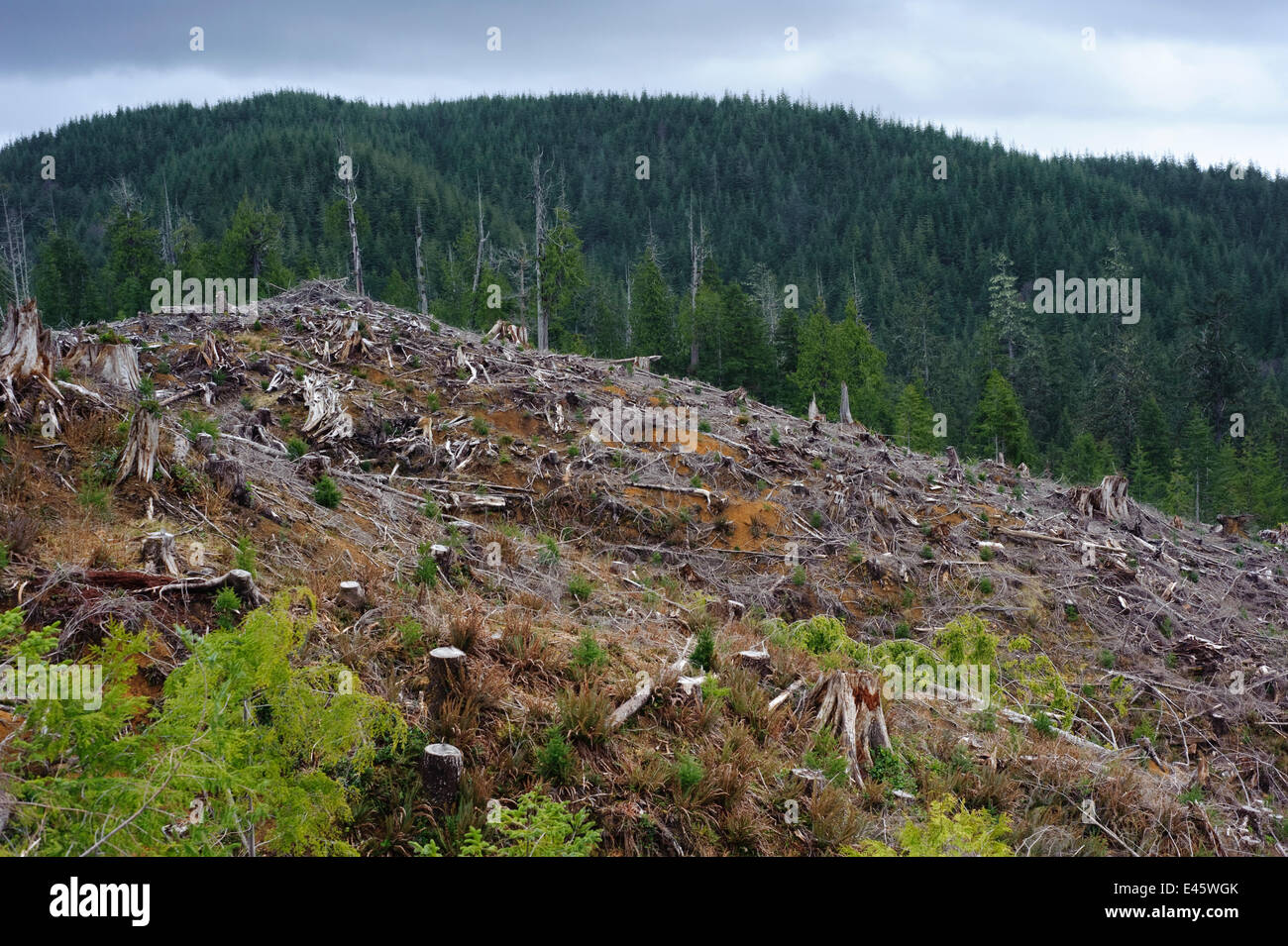 Clearing timber removal in hi-res stock photography and images - Alamy