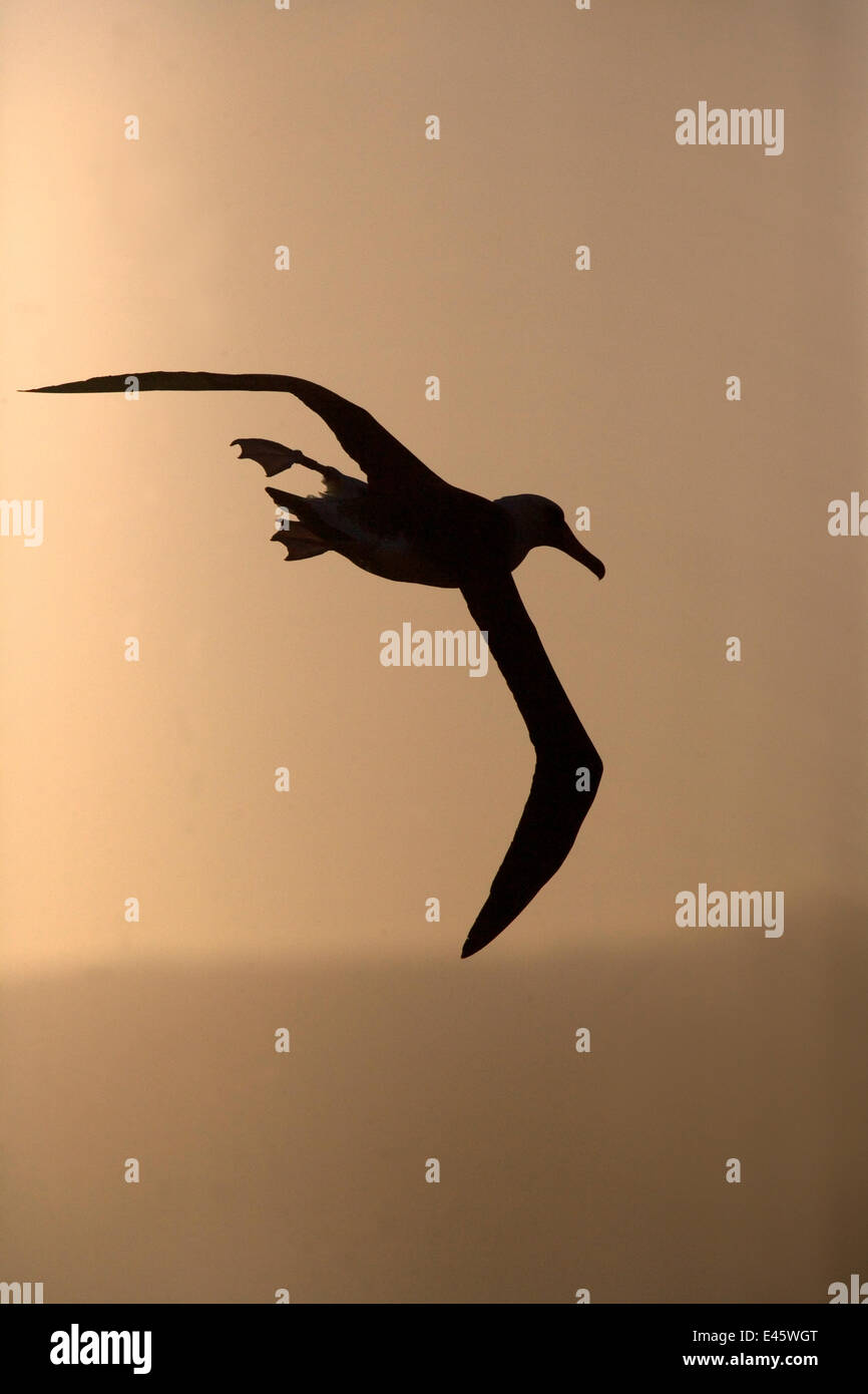 Laysan albatross (Phoebastria immutabilis) flying, silhouetted against ...