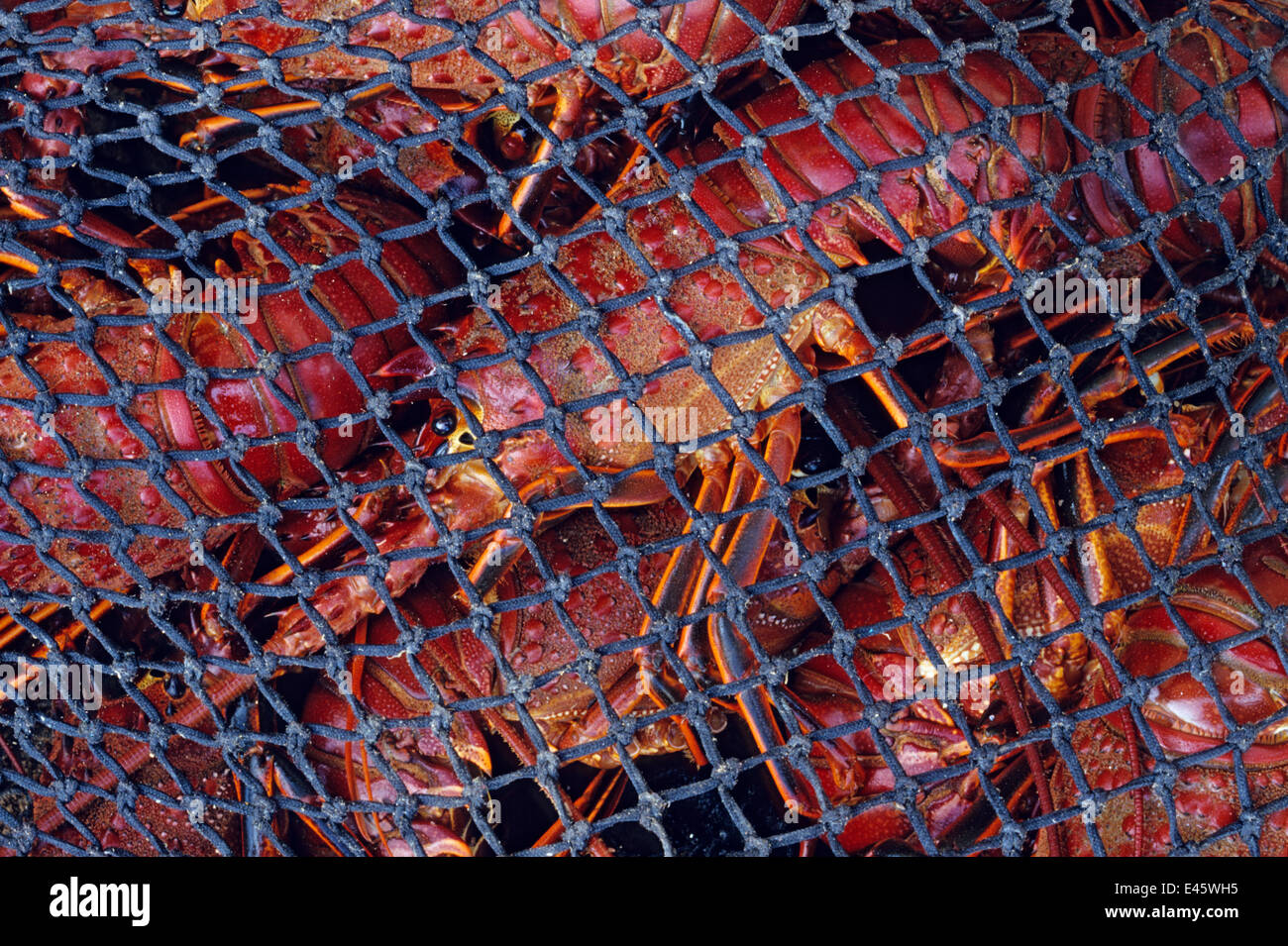 California spiny lobster (Panulirus interruptus) in fishing net ...